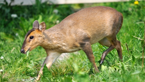 Muntjac deer Berks Bucks Oxon Wildlife Trust